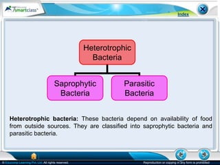 Saprophytic Bacteria
