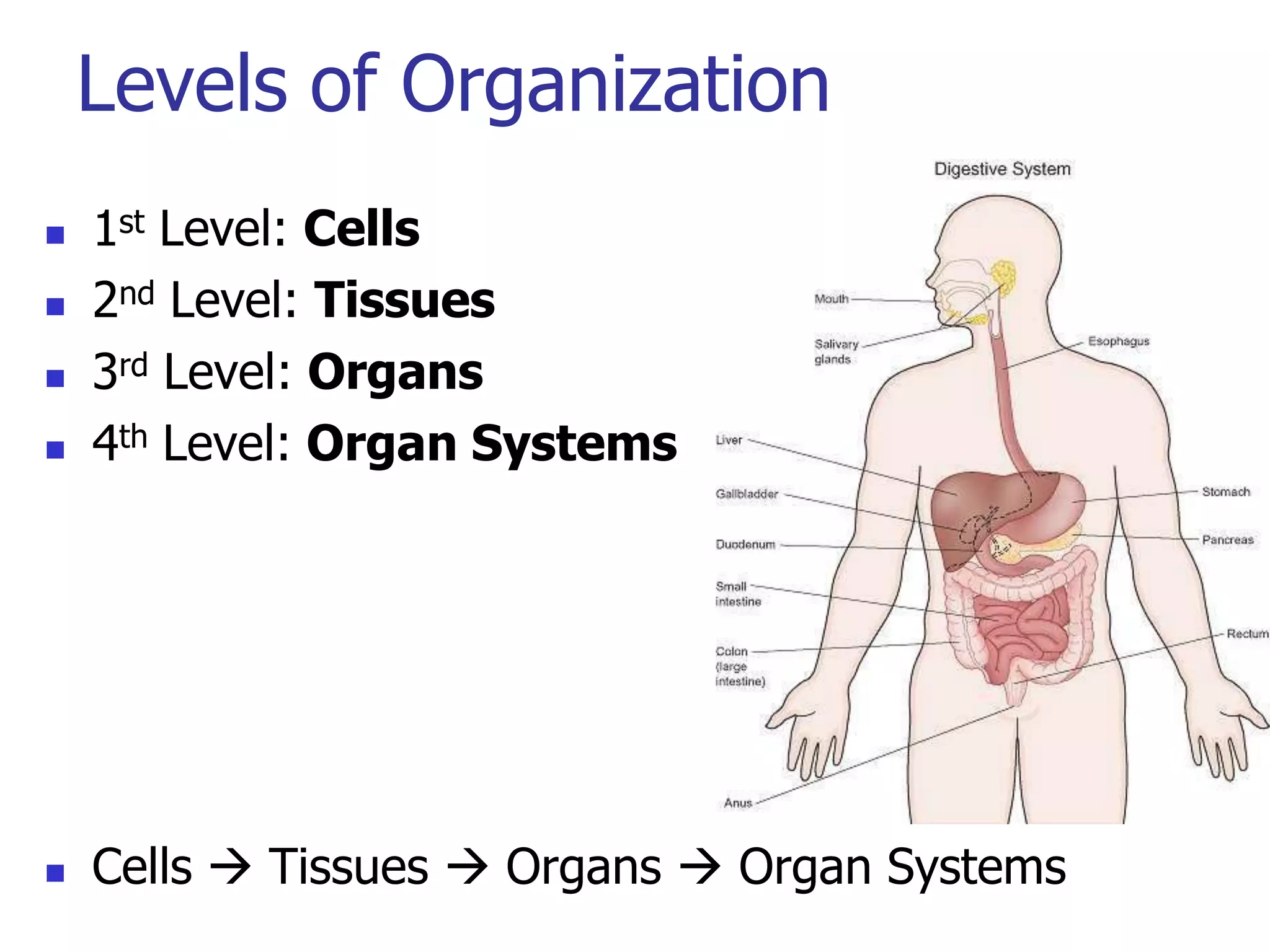 Levels of Organization.pptx