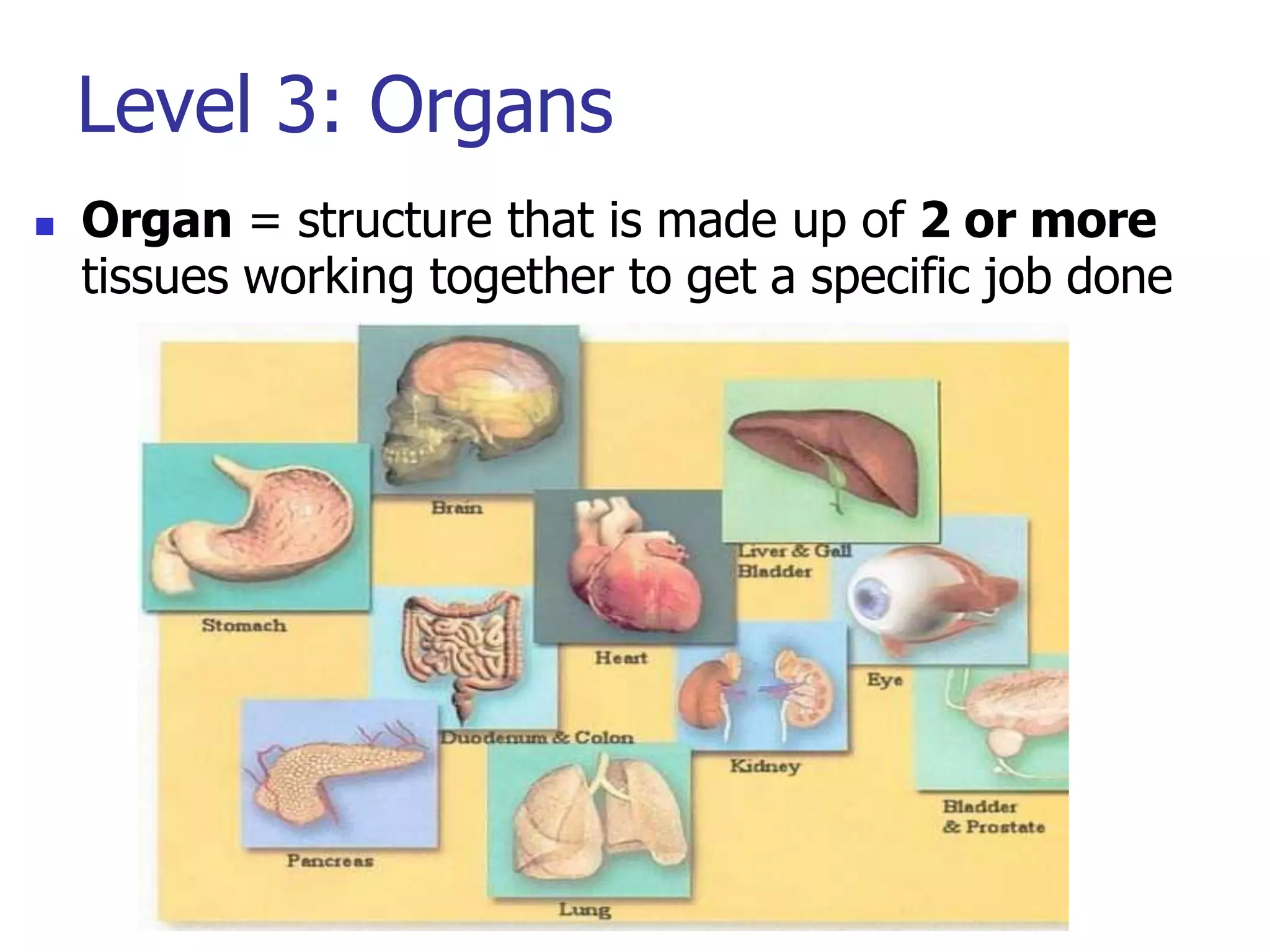 Levels of Organization.pptx