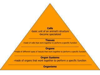 Levels of Organization.pptx