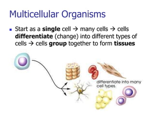 Levels of Organization.pptx
