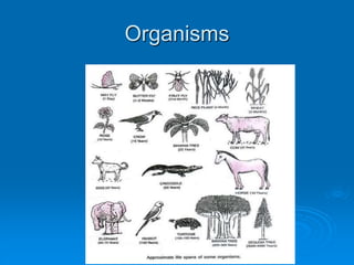 Levels Of Organization biology enggi.ppt