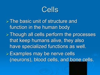 Levels Of Organization biology enggi.ppt