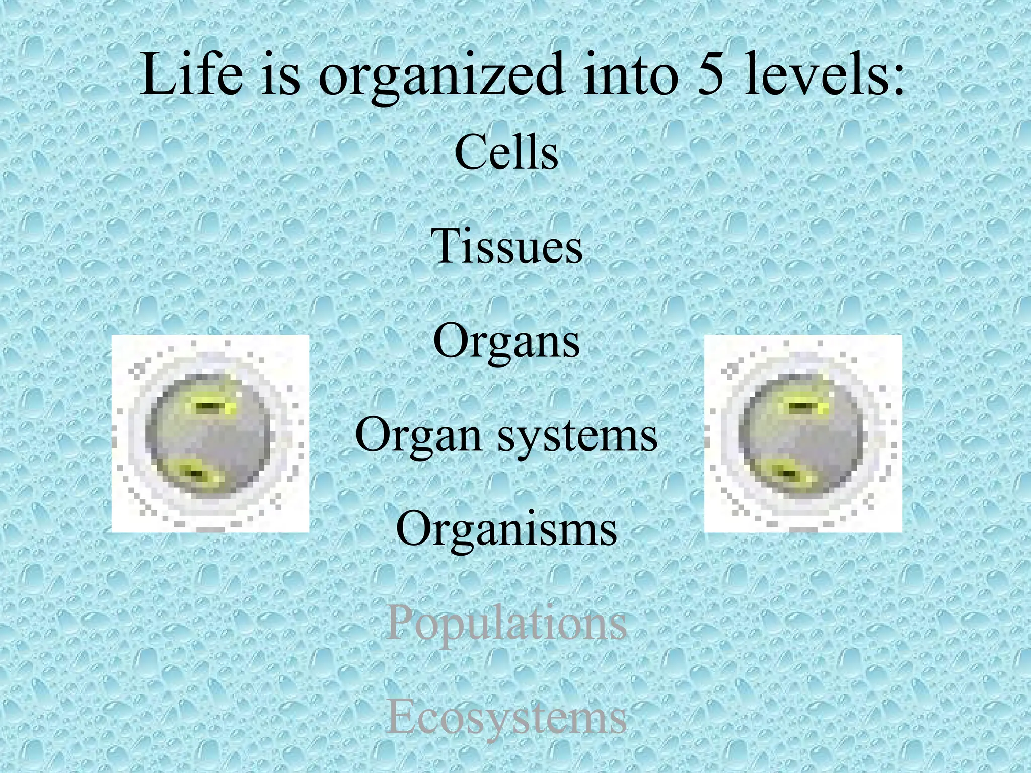 Levels_of________organizaton.........ppt