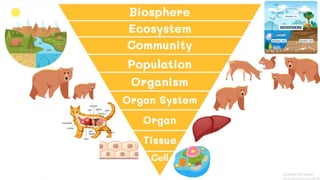 LEVELS OF ORGANIZATION for grade 7 .pptx