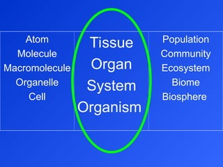 Levels of Organization Grade 7 Science .ppt