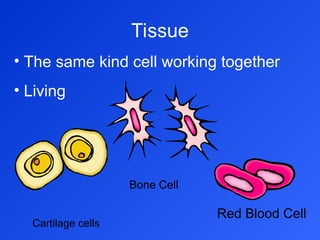 Levels of Organization Grade 7 Science .ppt