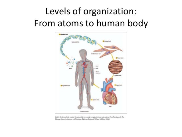 Levels Of Organization In The Human Body