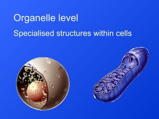 Levelsof organization | PPT