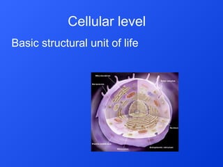 Levelsof organization | PPT