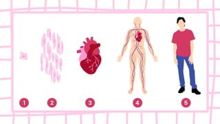 Levels of Organization Biology Presentation.pptx