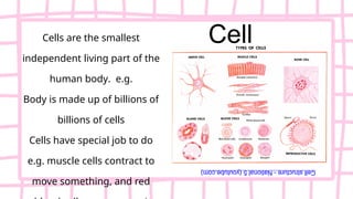Levels of Organization Biology Presentation.pptx