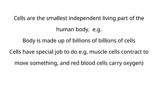 Levels of Organization Biology Presentation.pptx