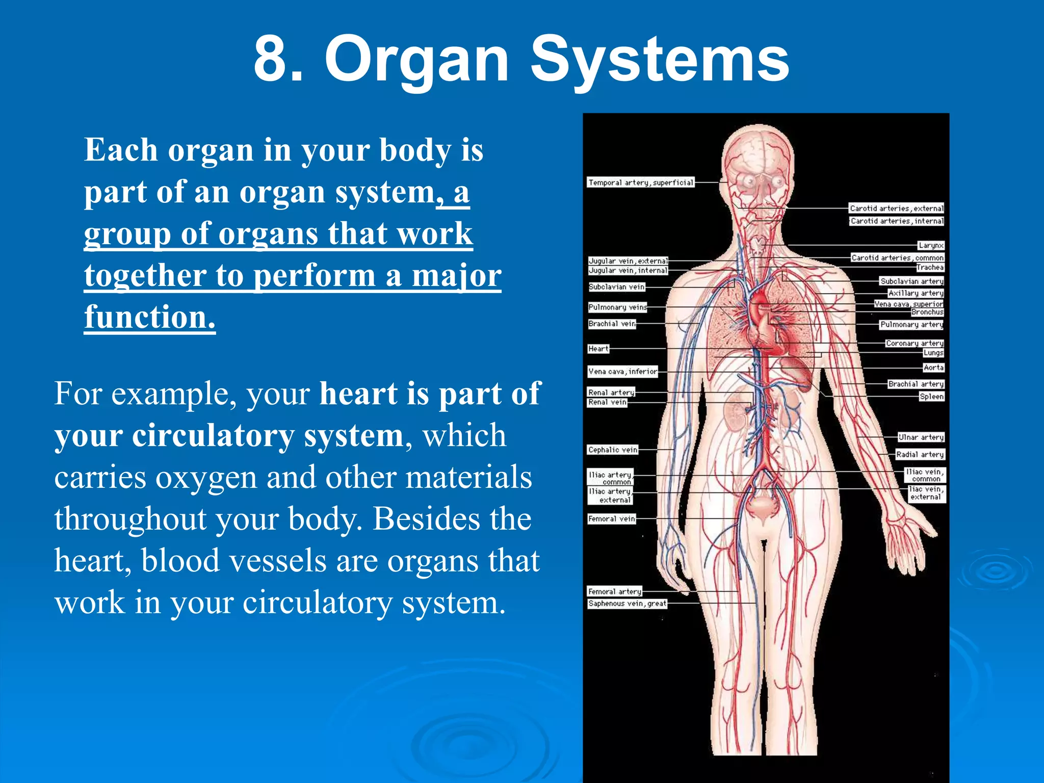 Levels of Organization grade 7.ppt