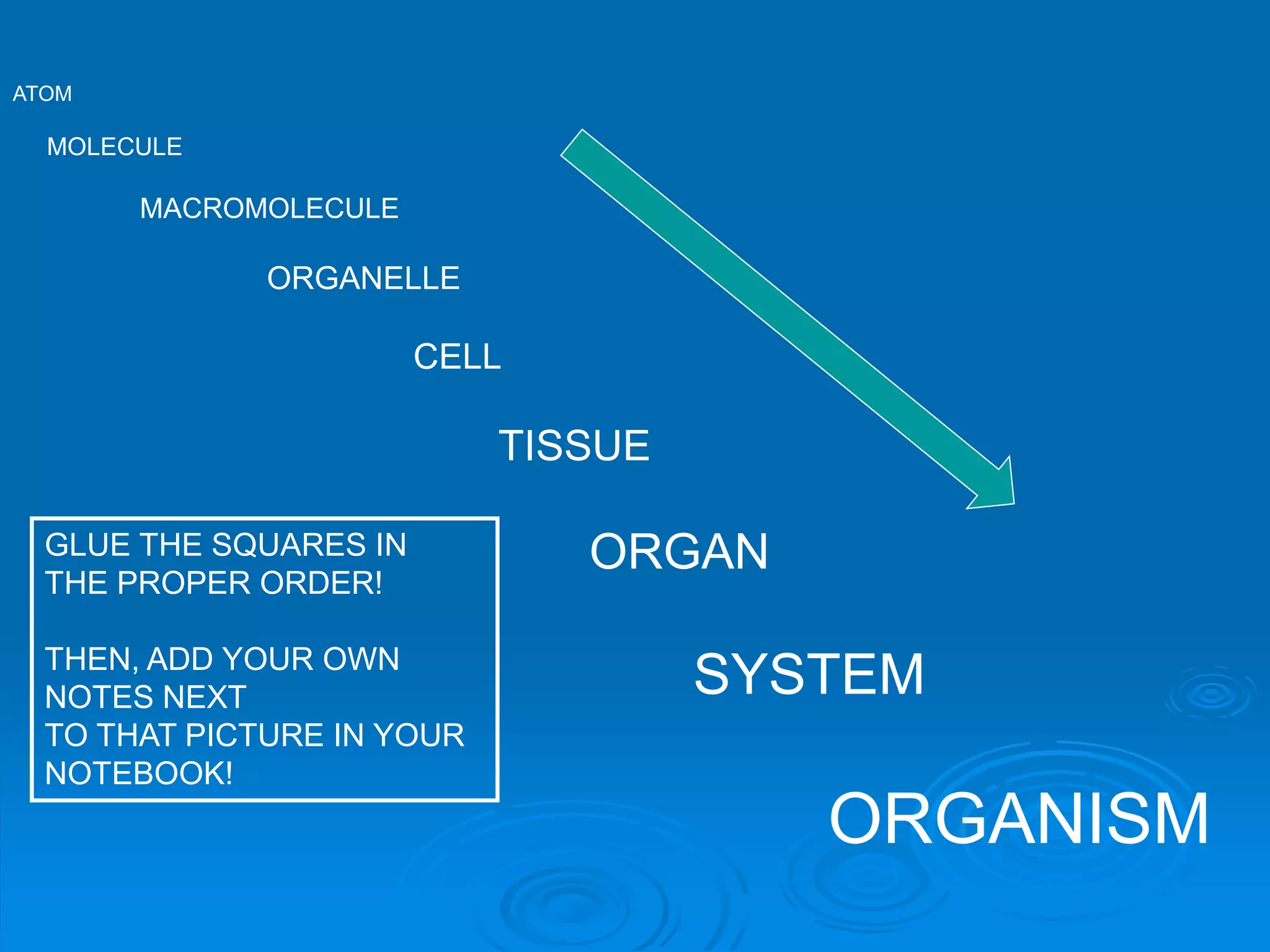 Levels of Organization grade 7.ppt