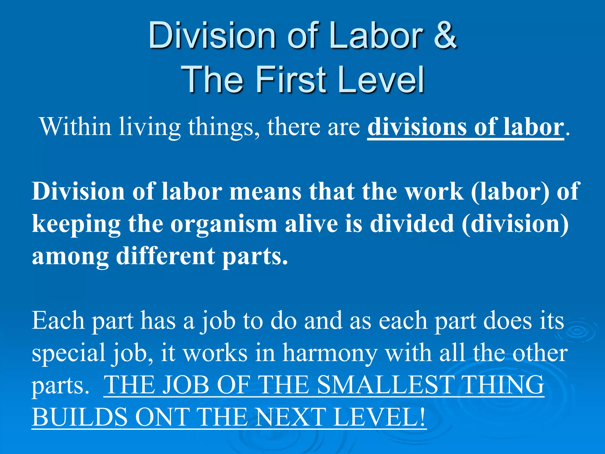 Levels of Organization grade 7.ppt