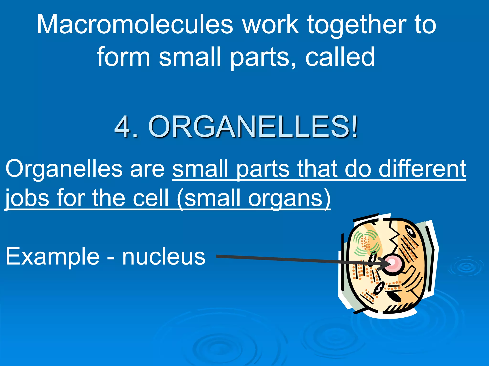 Levels of Organization grade 7.ppt
