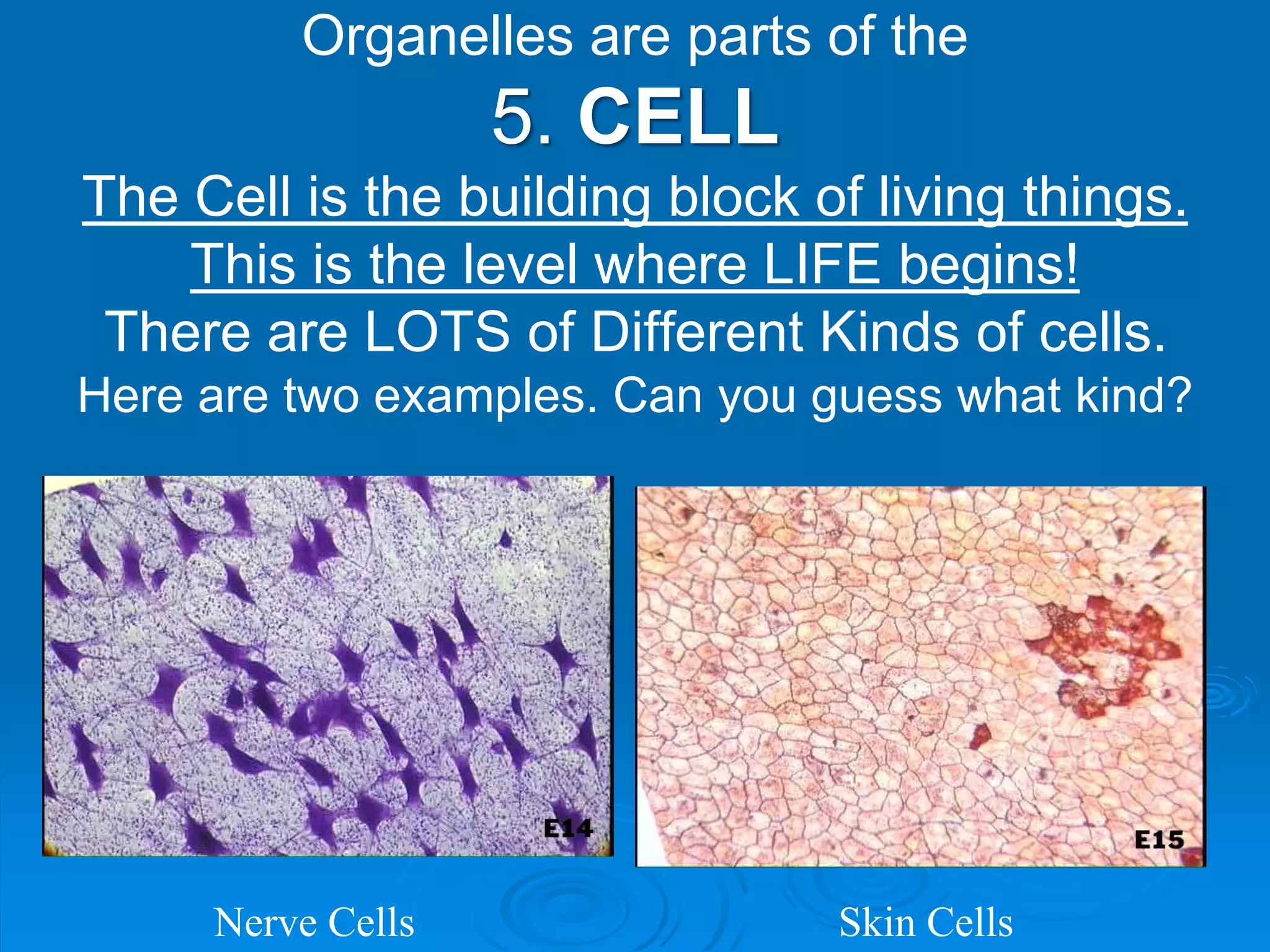 Levels of Organization grade 7.ppt