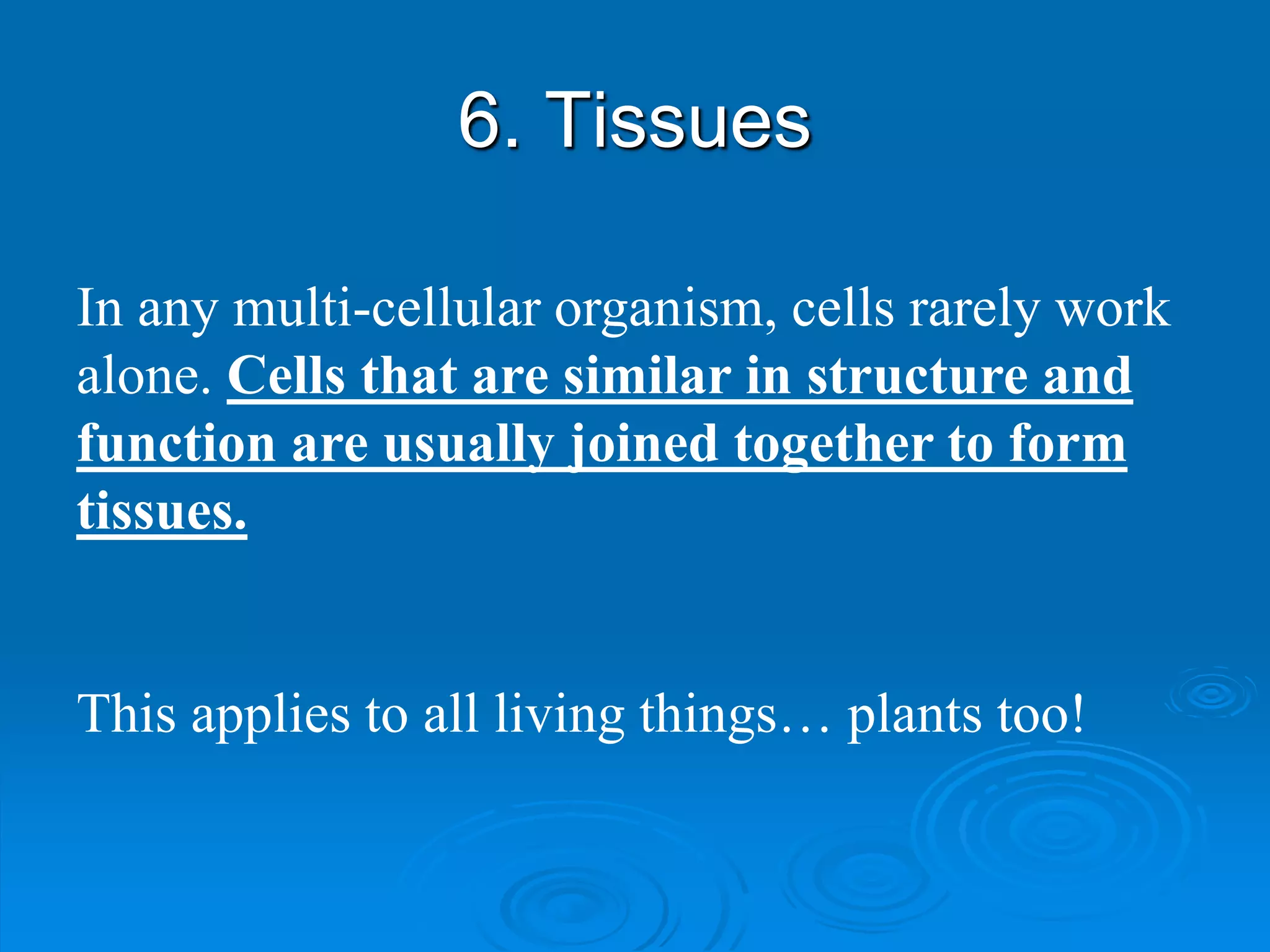 Levels of Organization grade 7.ppt