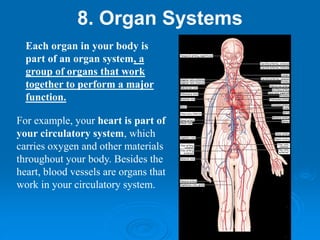 Levels of Organization grade 7.ppt