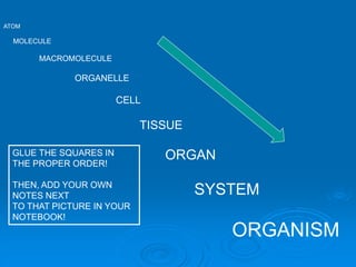 Levels of Organization grade 7.ppt