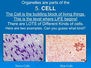 Levels of Organization grade 7.ppt