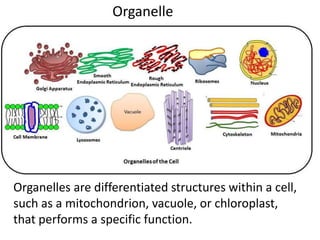 Levels of Organization | PPT | Free Download