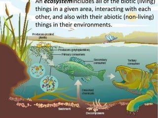 Levels of Organization | PPTX