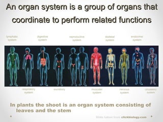 Levels of organization of life - | PPS