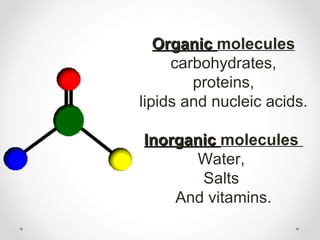 Levels of organization of life - | PPS