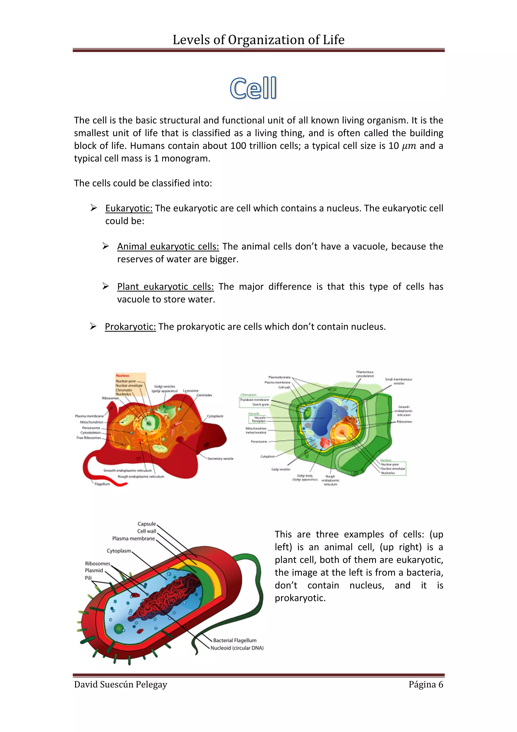 Levels of organization of life | PDF