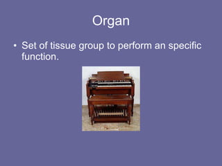 Levels of organization_of_matter | PPT