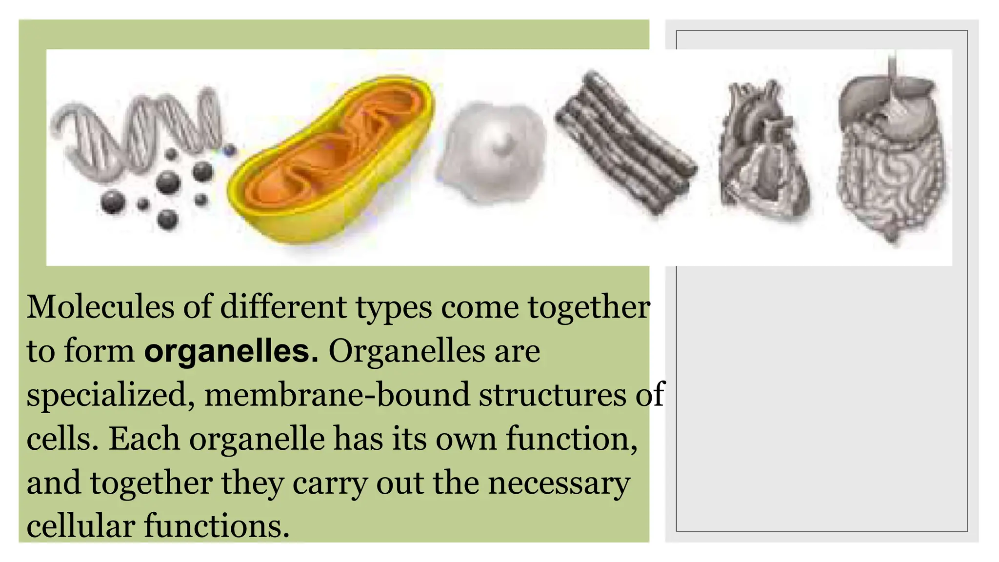 Levels of Organization of the Human Body 2.pptx