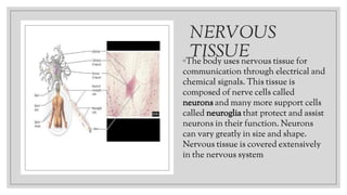 Levels of Organization of the Human Body 2.pptx