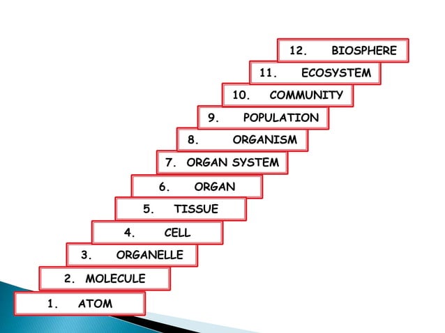 ORGANISMS LEVELS OF ORGANIZATION GRADE SEVEN.pptx