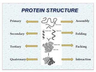 Levels of protein structure | PPT