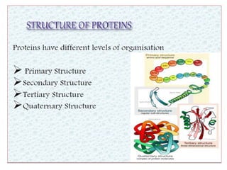 Levels of protein structure | PDF