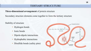 LEVELS OF PROTEIN STRUCTURE | PPTX