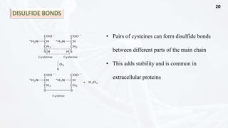 LEVELS OF PROTEIN STRUCTURE | PPTX