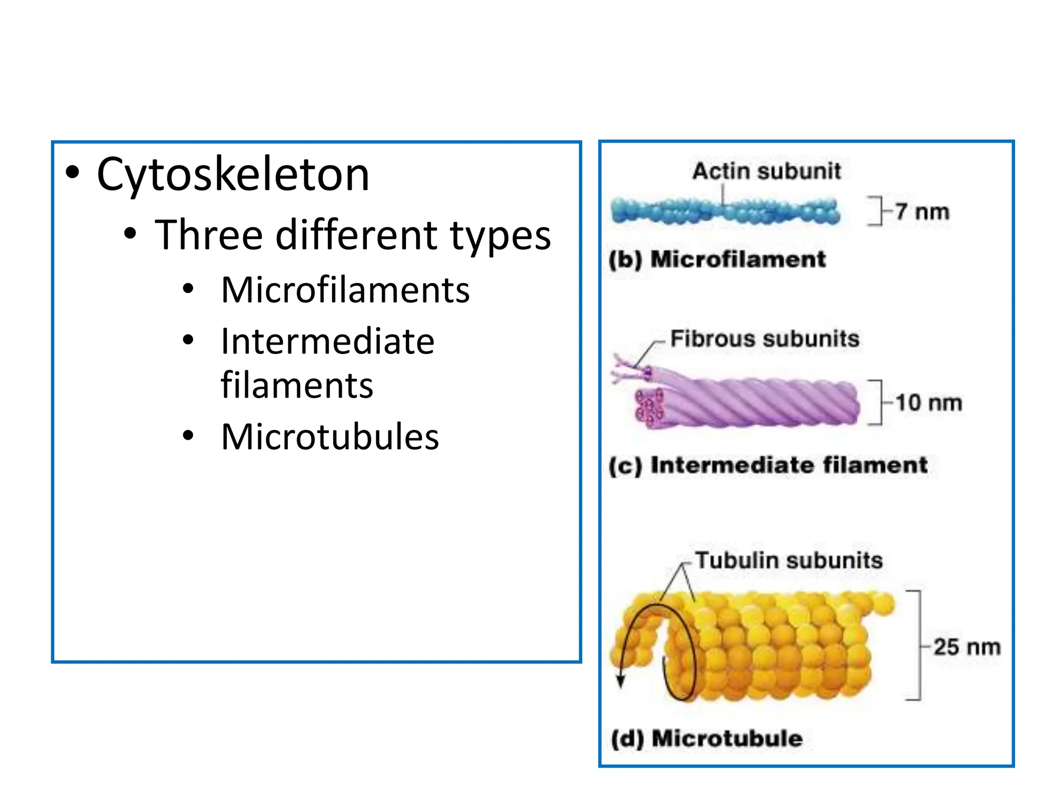 Levels of Structural Complexity of the body.pptx