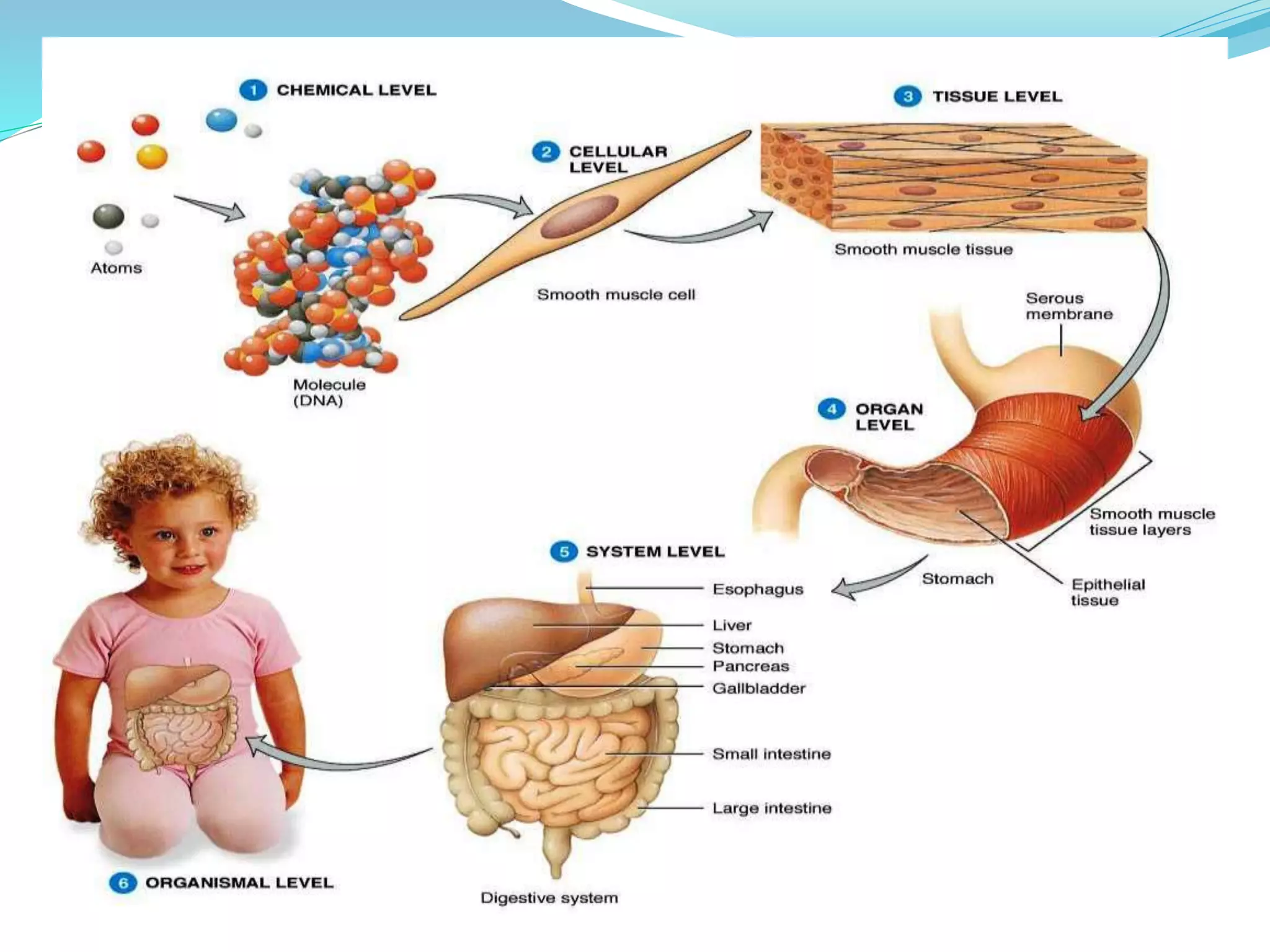Levels of structural organization | PPTX