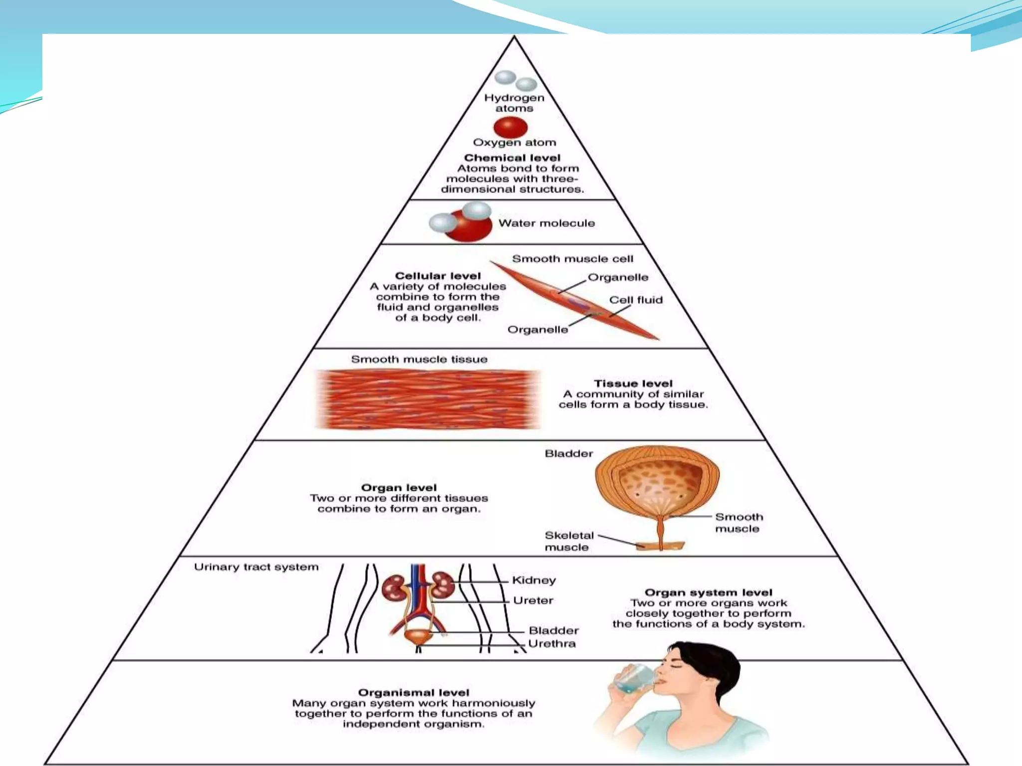 Levels of structural organization | PPTX
