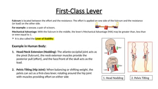 Lever in Human Body- Biomechanics, Physiotherapy | PPTX