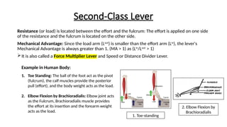 Lever in Human Body- Biomechanics, Physiotherapy | PPTX
