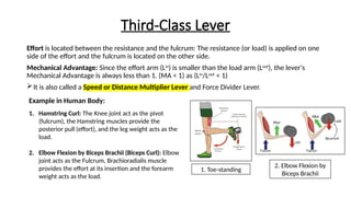 Lever in Human Body- Biomechanics, Physiotherapy | PPTX