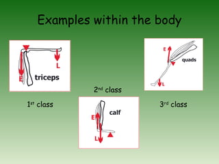 First Class Lever Triceps