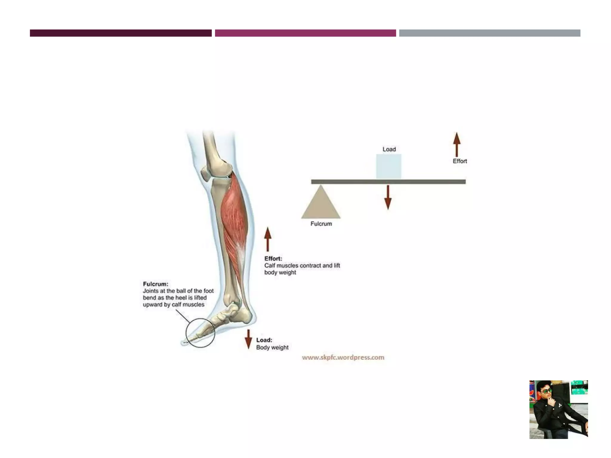 Levers in Human Body ( Physiotherapy ) - Dr Rohit Bhaskar | PDF