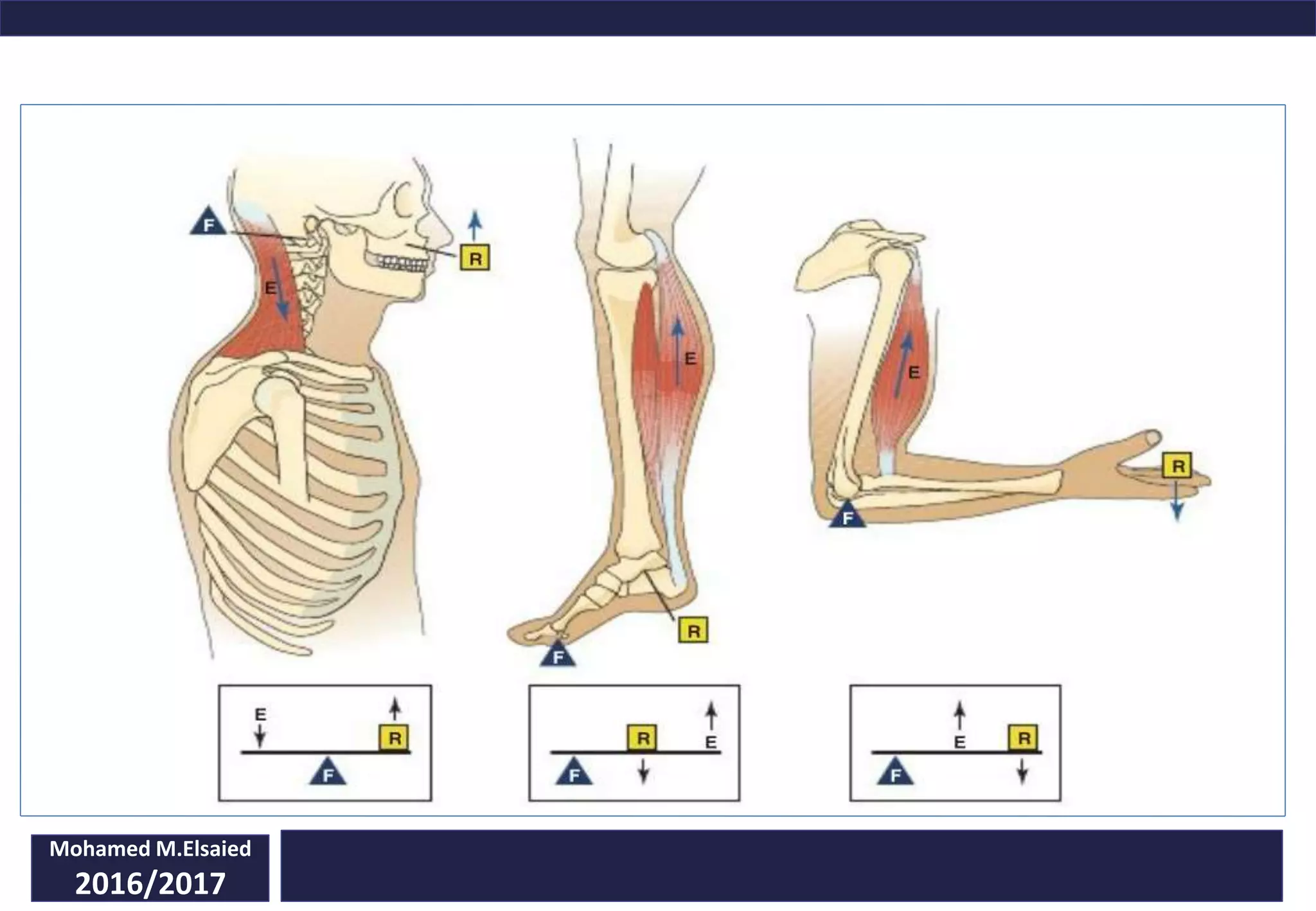 Levers in human body | PPTX