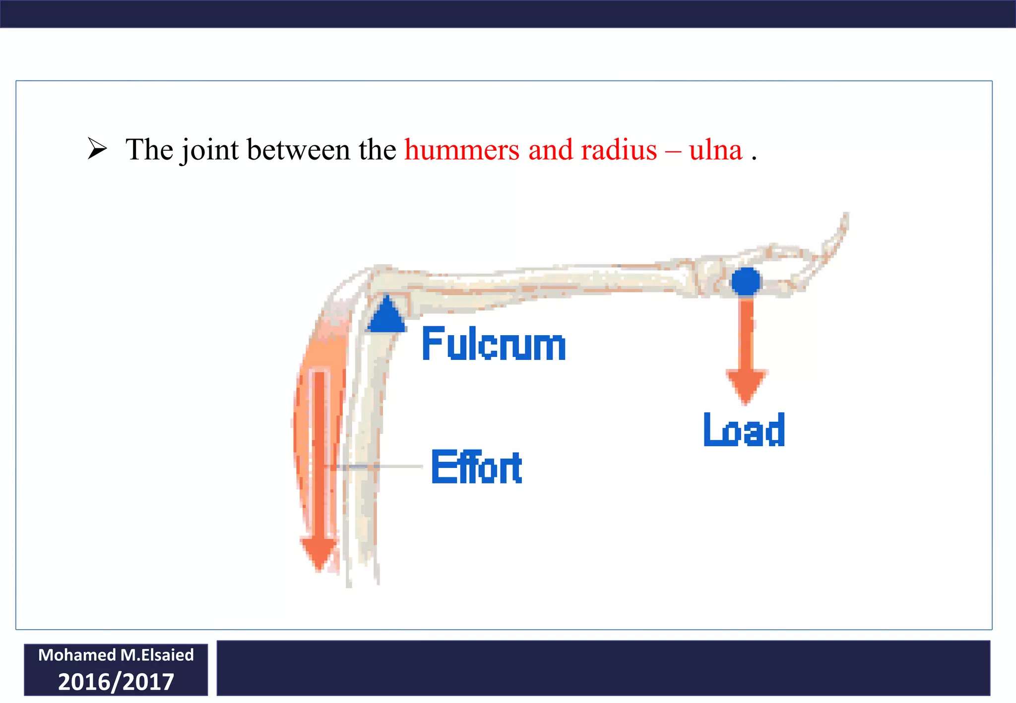 Levers in human body | PPTX