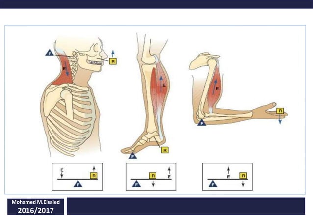 Levers in human body | PPTX